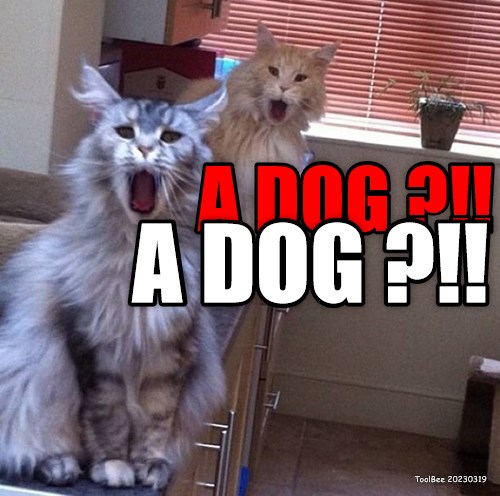 NOOOOO - Lolcats - lol | cat memes | funny cats | funny cat pictures ...