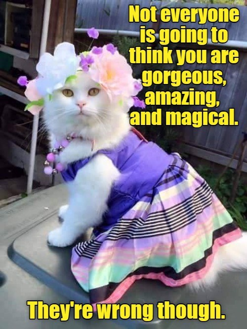 I respect your right to have a wrong opinion - Lolcats - lol | cat ...