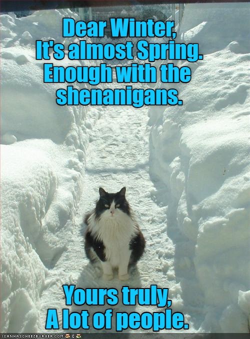 I've had enough white, I'm ready for green. - Lolcats - lol | cat memes ...