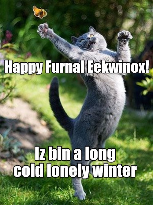 Spring at last - Lolcats - lol | cat memes | funny cats | funny cat ...