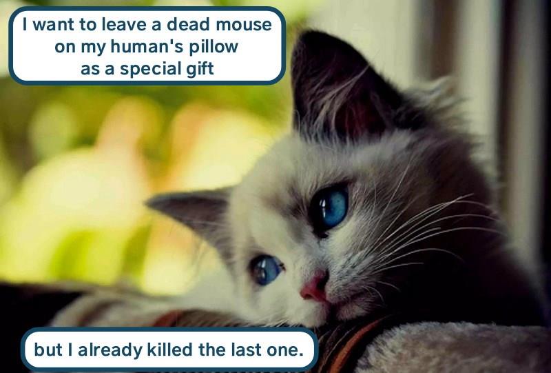 First World Cat Problems - too effective - Lolcats - lol | cat memes ...