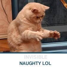 Invisible - Lolcats - lol | cat memes | funny cats | funny cat pictures ...
