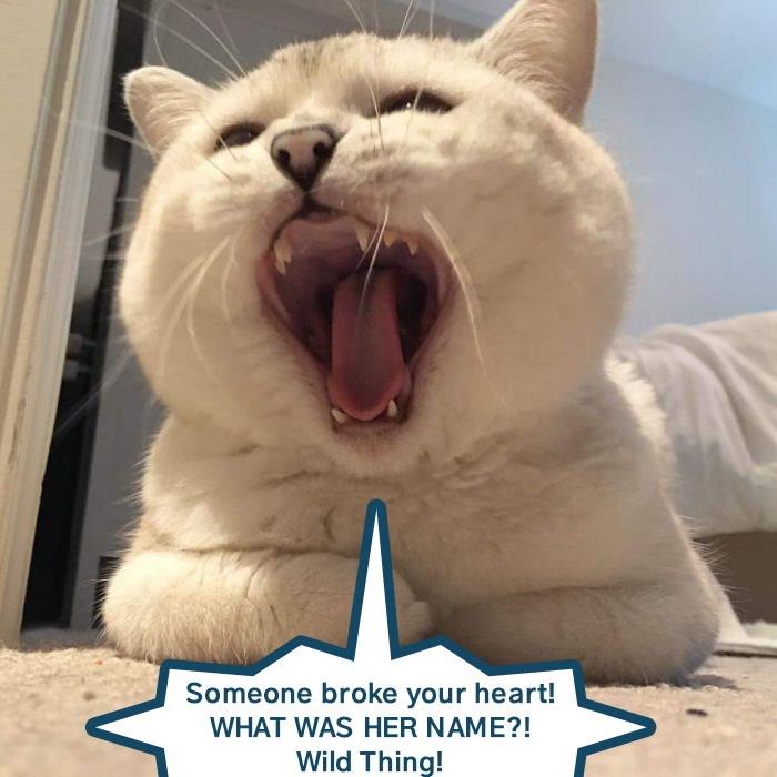 As covered by Sam Kinison - Lolcats - lol | cat memes | funny cats ...