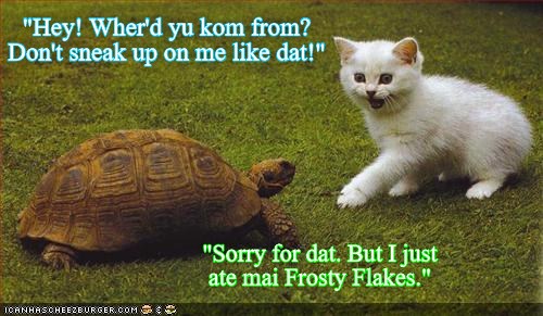 U want sum? - Lolcats - lol | cat memes | funny cats | funny cat ...
