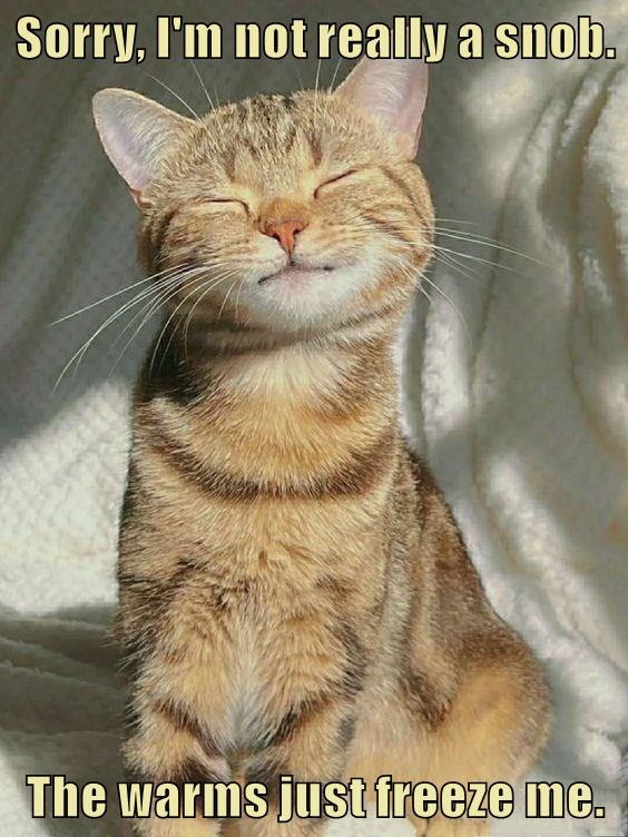 Nothing better than a catnap in the sun - Lolcats - lol | cat memes ...