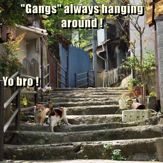 Sup bro - Lolcats - lol | cat memes | funny cats | funny cat pictures with words on them | funny ...