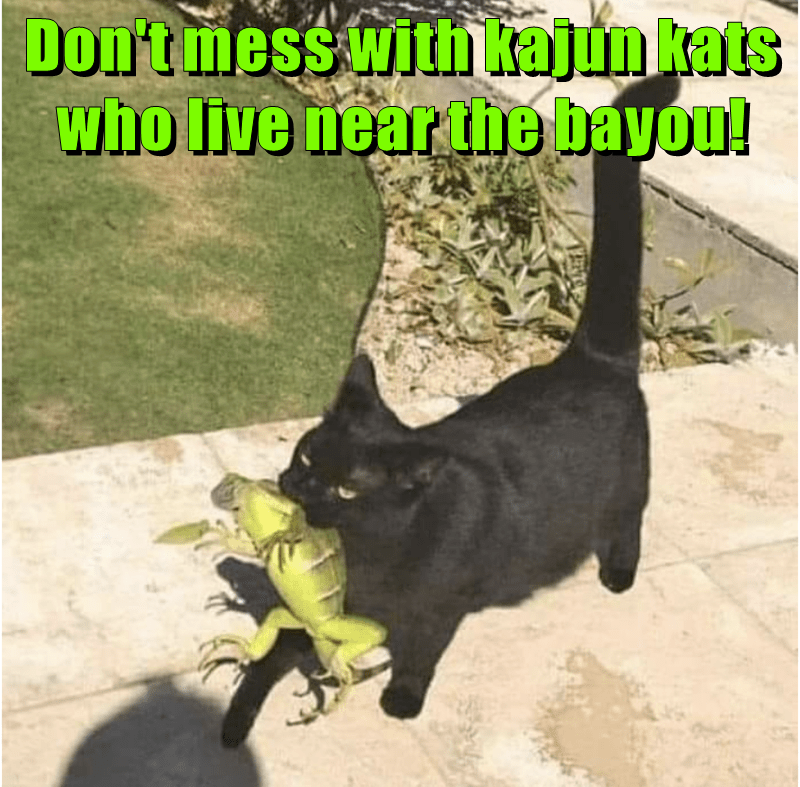 They come to slay - Lolcats - lol | cat memes | funny cats | funny cat ...