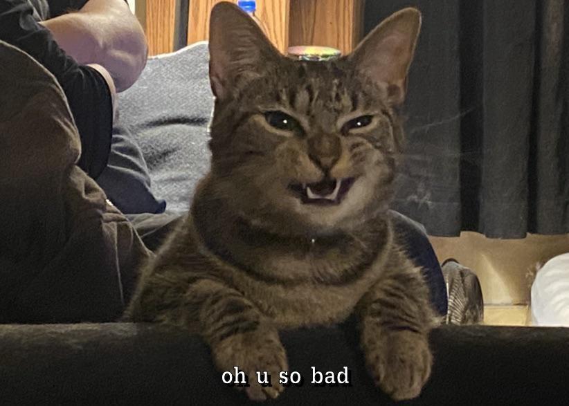 She has a thing for bad cats - Lolcats - lol | cat memes | funny cats ...