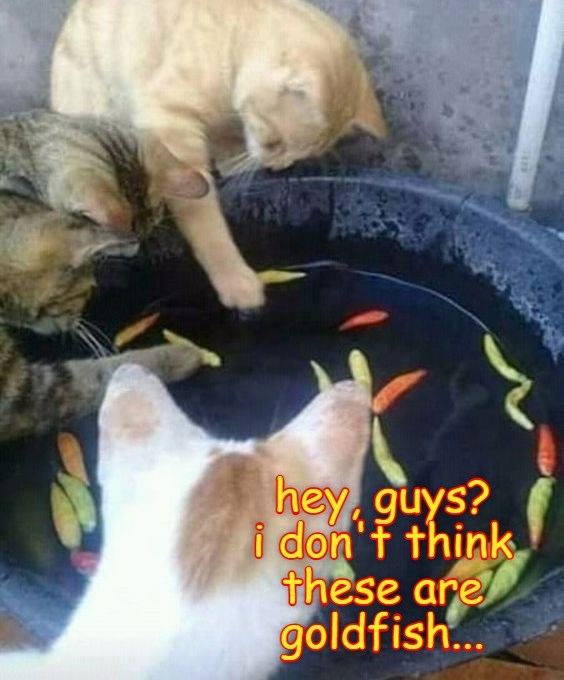 too easy to catch - Lolcats - lol | cat memes | funny cats | funny cat ...