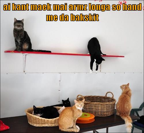 Where's long cat when you need him? - Lolcats - lol | cat memes | funny ...