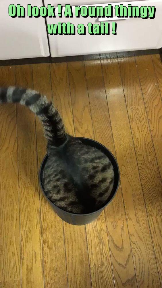 Trash can is full again - Lolcats - lol | cat memes | funny cats ...