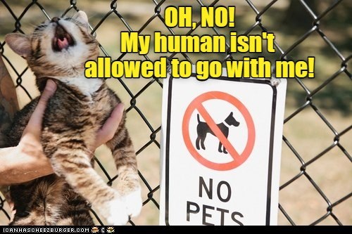 Rules are rules - Lolcats - lol | cat memes | funny cats | funny cat ...