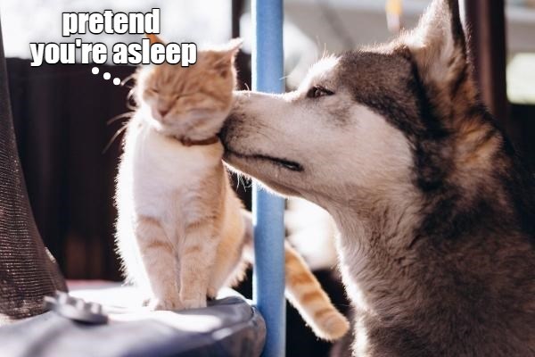 Go bother someone else - Lolcats - lol | cat memes | funny cats | funny ...