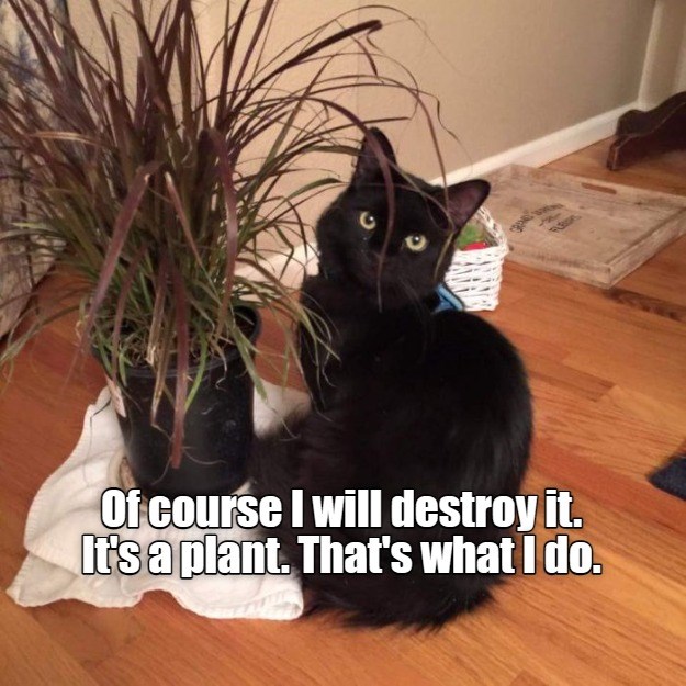 It comes naturally - Lolcats - lol | cat memes | funny cats | funny cat ...