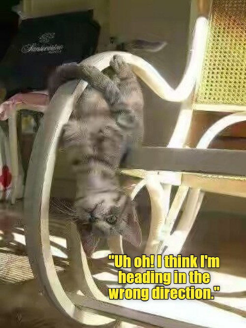 Kittie should have bought a map! - Lolcats - lol | cat memes | funny ...