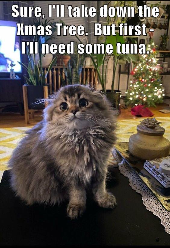 Gotta eat before physical activity - Lolcats - lol | cat memes | funny ...