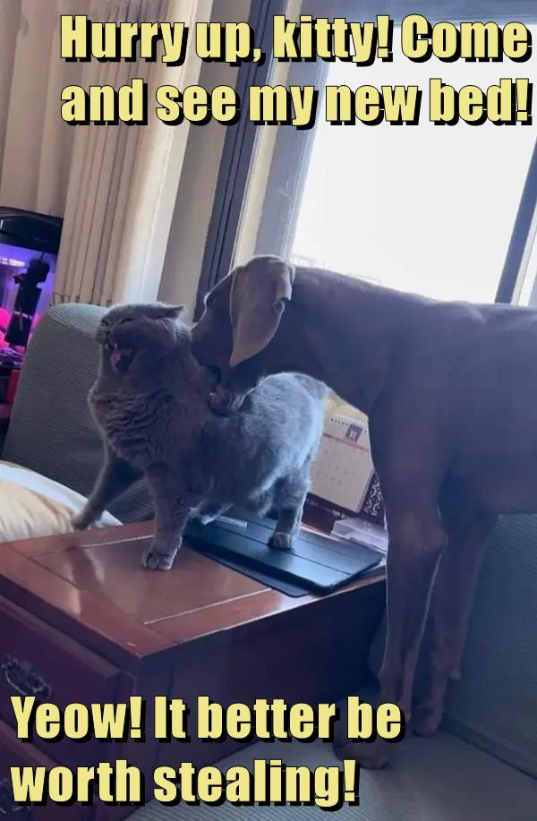 So many teefies in one picture - Lolcats - lol | cat memes | funny cats ...