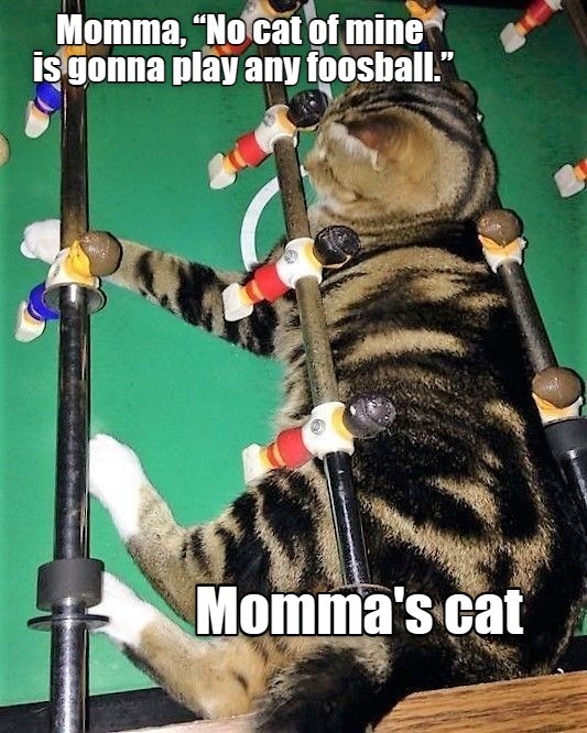 No time for games, go study! - Lolcats - lol | cat memes | funny cats ...