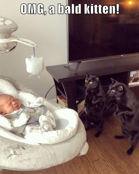 Bald kitten! - Lolcats - lol | cat memes | funny cats | funny cat ...