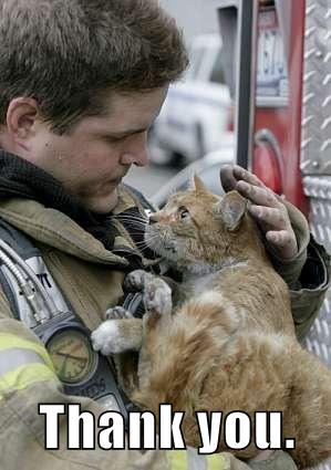 Thank you. - Lolcats - lol | cat memes | funny cats | funny cat pictures with words on them ...