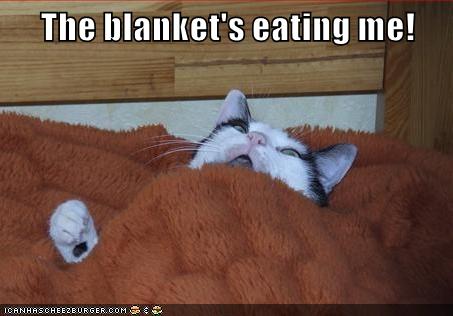 The blanket's eating me! - Lolcats - lol | cat memes | funny cats ...