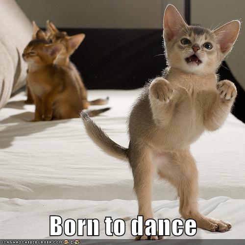 Born to dance - Lolcats - lol | cat memes | funny cats | funny cat ...