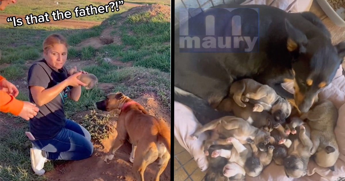 Dog Rescue Finds Stray Mama with 9 Puppies: Local Male Dog was Invested ...