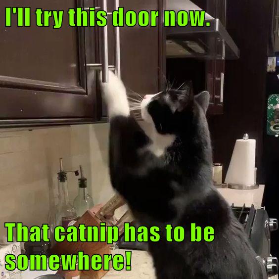 Hooman can't be that smart - Lolcats - lol | cat memes | funny cats ...