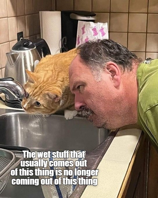 What seems to be the problem - Lolcats - lol | cat memes | funny cats ...