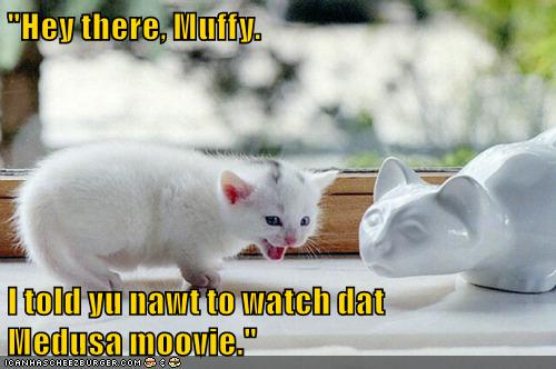 Nooooooo Muffffyyyyyyyyy - Lolcats - lol | cat memes | funny cats ...