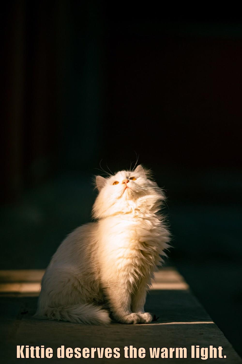 Purrfect Picture - Lolcats - lol | cat memes | funny cats | funny cat ...