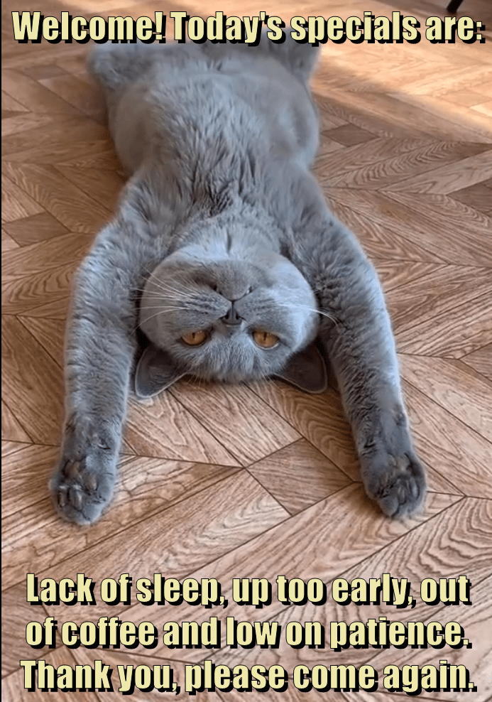 Same as yesterday - Lolcats - lol | cat memes | funny cats | funny cat ...