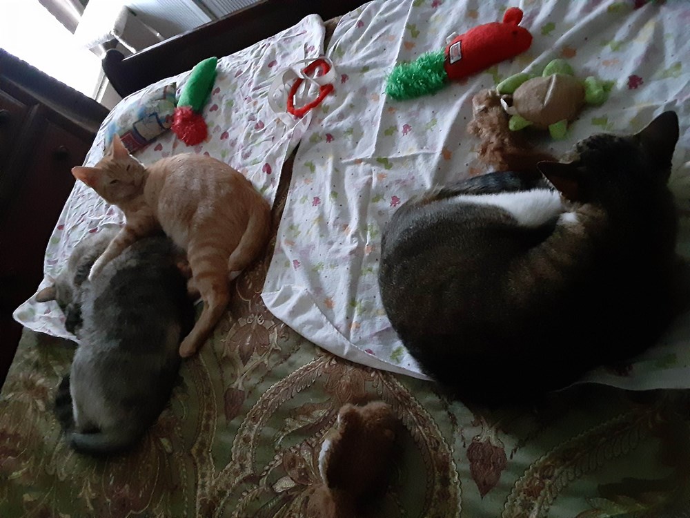 My three fur babies - Cats N' Kittens - Cat Pictures - Cute Kittens