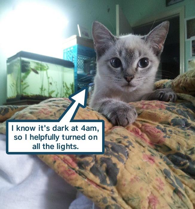 Just trying to help - Lolcats - lol | cat memes | funny cats | funny ...