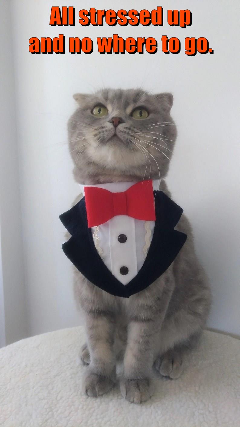 Who wants to take this gentleman on a date? - Lolcats - lol | cat memes ...