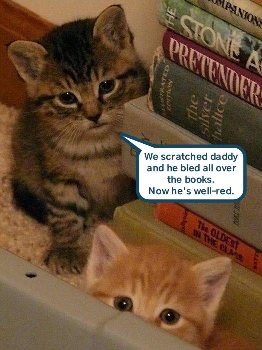 These critics are dangerous(ly cute) - Lolcats - lol | cat memes ...