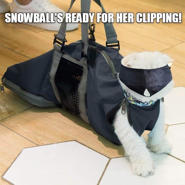 It's for our safety - Lolcats - lol | cat memes | funny cats | funny ...