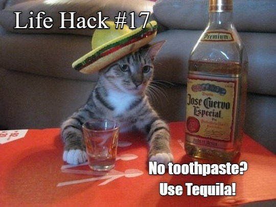 For Minty Margarita Fresh Breath - Lolcats - lol | cat memes | funny ...