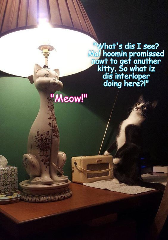 The intruder! - Lolcats - lol | cat memes | funny cats | funny cat ...