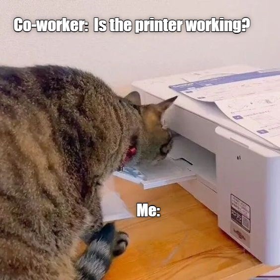 Heck if I know, I'm a cat! - Lolcats - lol | cat memes | funny cats ...