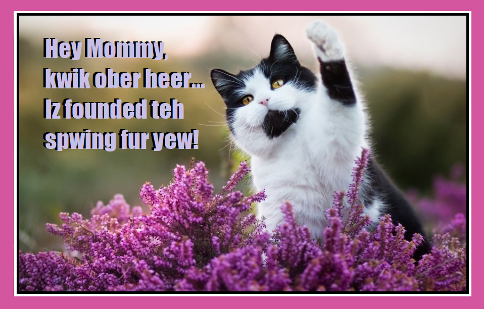 He can find spring better than the groundhog - Lolcats - lol | cat ...