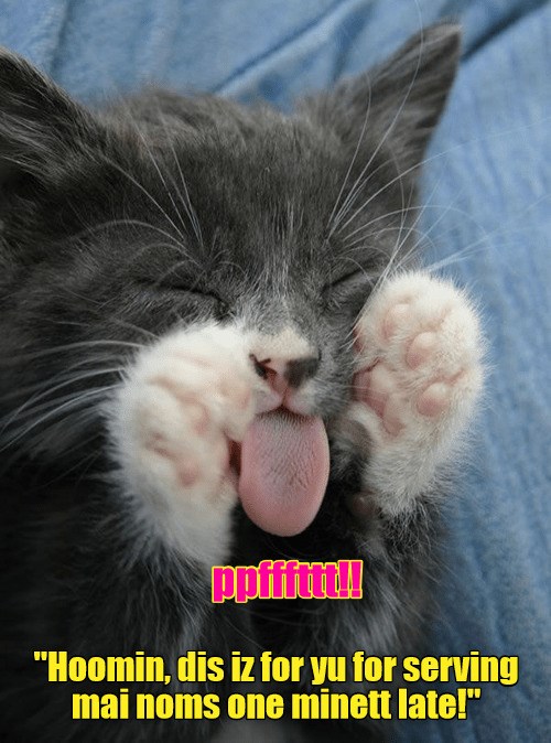 Muffy and the well deserved gesture! - Lolcats - lol | cat memes ...