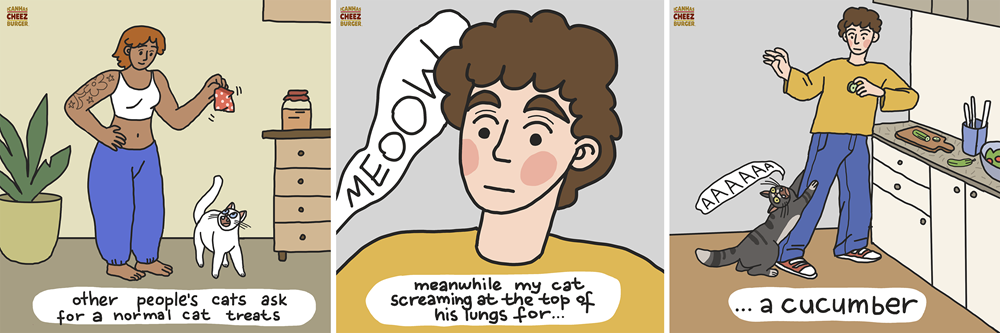 'Normal' cats - I Can Has Cheezburger?