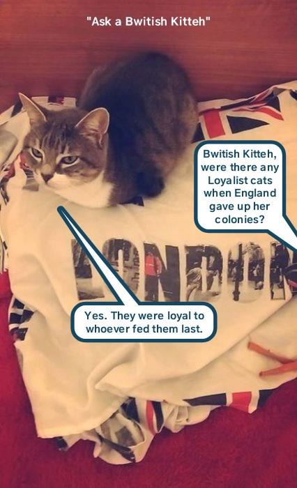 Typical cat answer - Lolcats - lol | cat memes | funny cats | funny cat ...