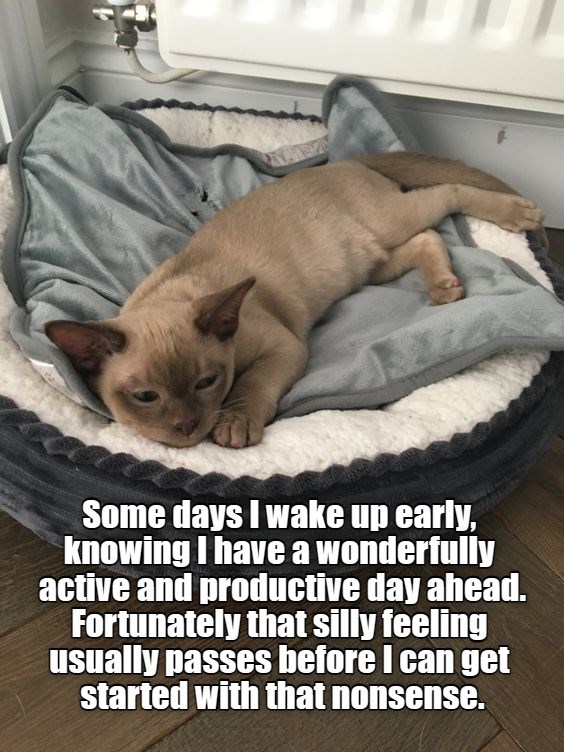 Pro-cat-stination - Lolcats - lol | cat memes | funny cats | funny cat ...