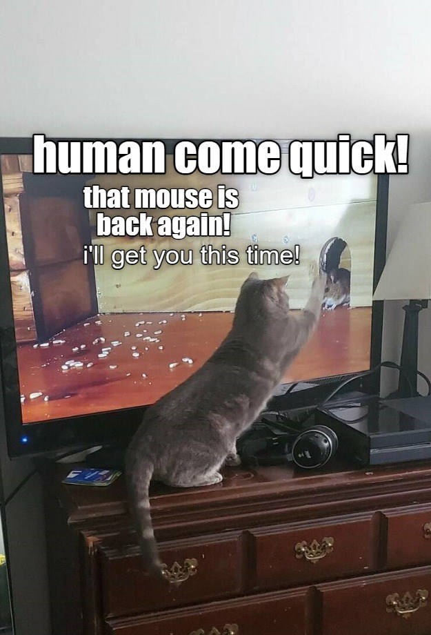 I'll get you this time! - Lolcats - lol | cat memes | funny cats ...