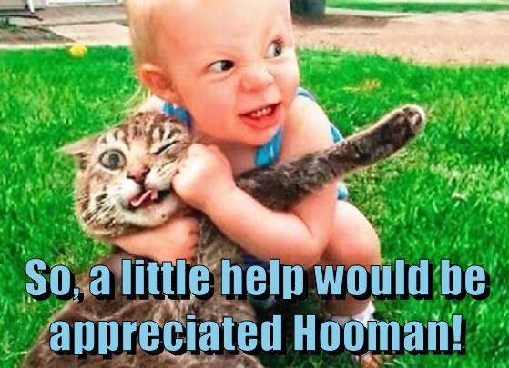 Halp! - Lolcats - lol | cat memes | funny cats | funny cat pictures ...