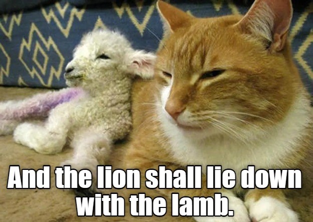 And they shall nap together in ultimate cuteness - Lolcats - lol | cat ...