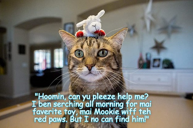 The search is on! - Lolcats - lol | cat memes | funny cats | funny cat ...