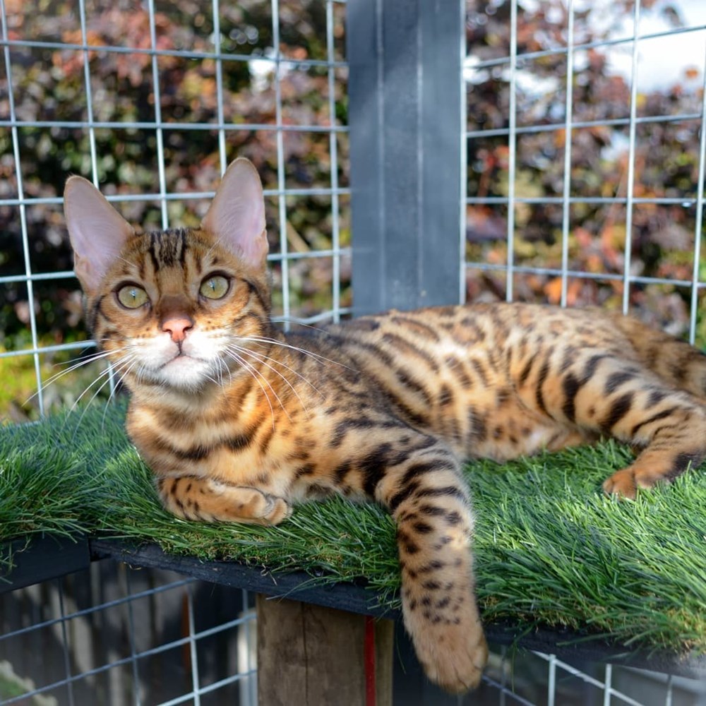 A Real Domesticated Tiger - Lolcats - lol | cat memes | funny cats ...